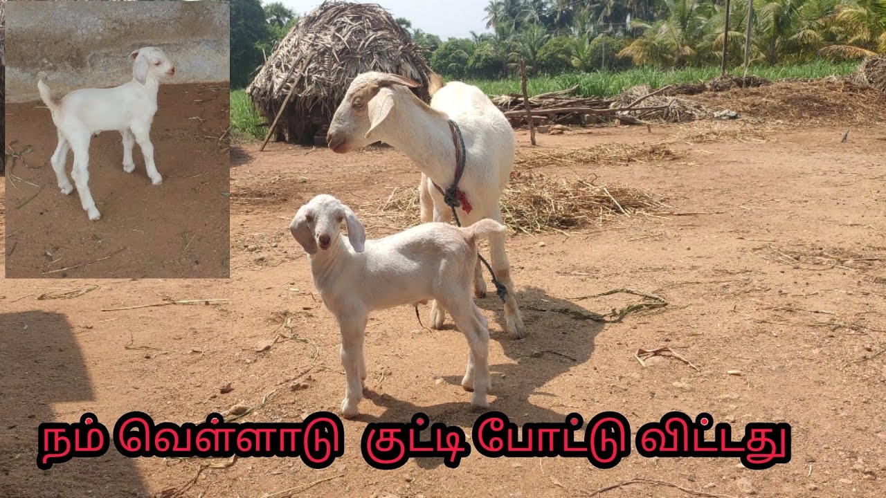 ஆடு குட்டி போட்டு விட்டது 🐐|| goat || kutty || potuvittathu || goat ...