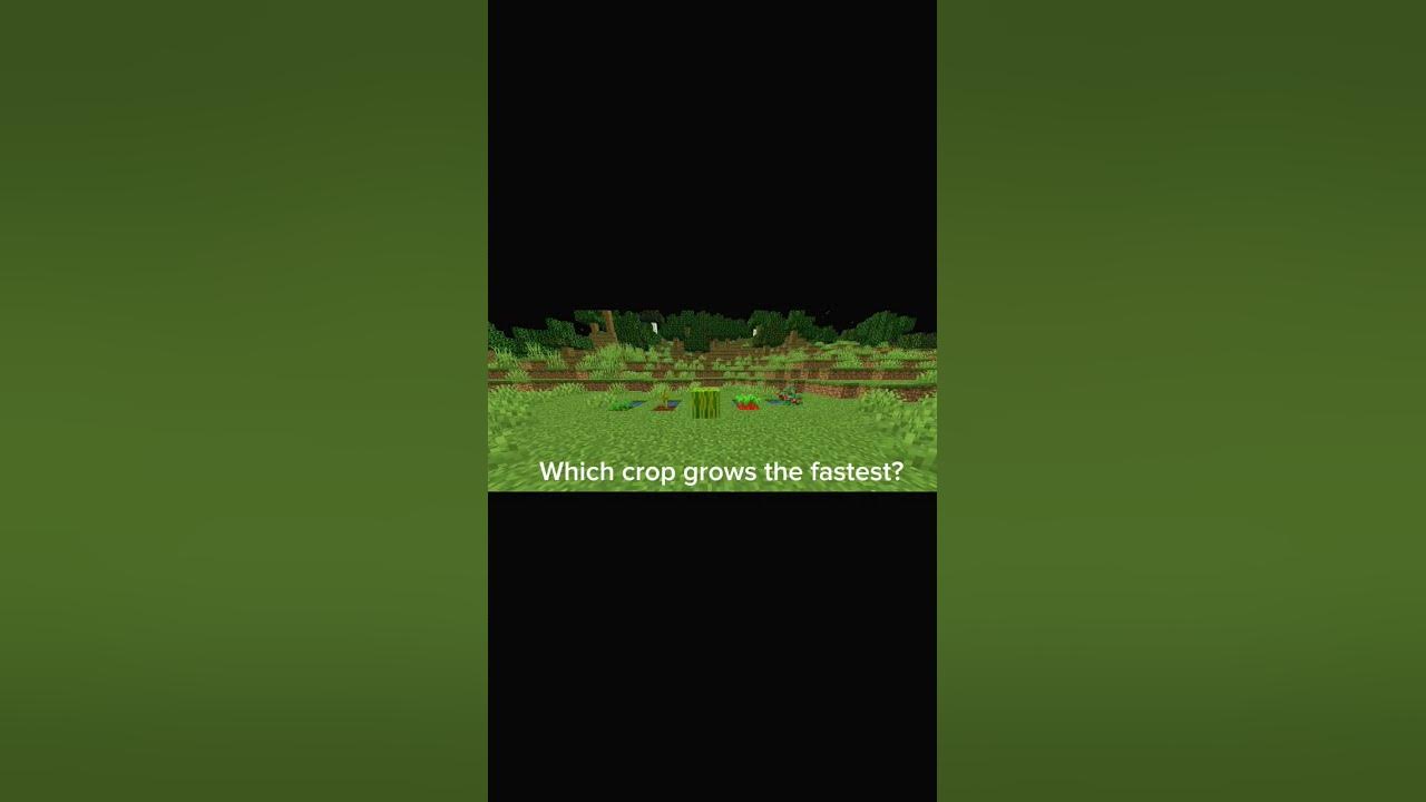 Which Minecraft Crop Grows The Fastest YouTube which-minecraft-crop-grows-the-fastest-youtube