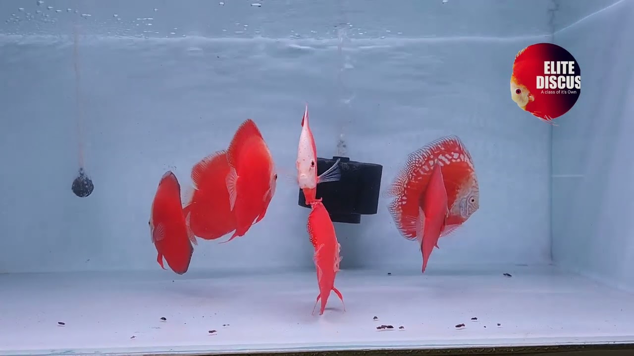 super red valentine, Moonstone discus fish #discusninja #discusfishtank ...