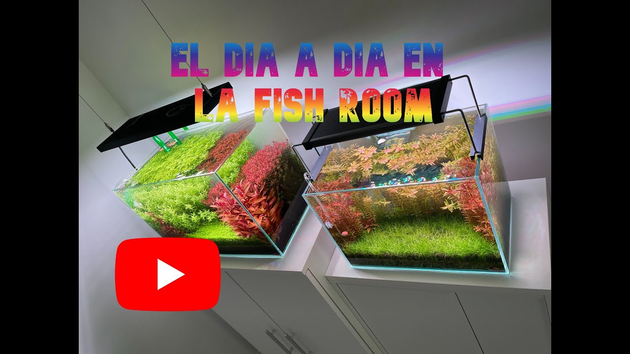 DIA A DIA EN LA FISH ROOM😊 - YouTube