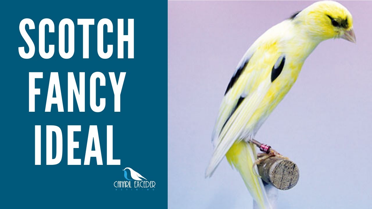 Scotch Fancy ideal . - YouTube