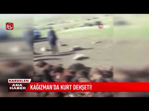 Kardelen TV / Kağızman'da Kurt Dehşeti