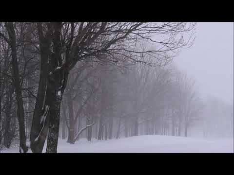 Snow Storm in the forest relaxing video | Ormanda rahatlatıcı yoğun kar yağışı fırtınası.