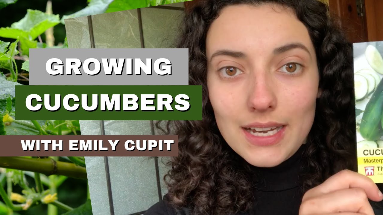 Sowing & Growing Cucumbers With Emily Cupit - YouTube