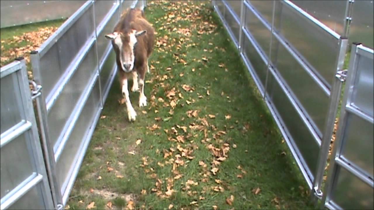 Do animals recover from neglect? Animal rehab for goats - YouTube