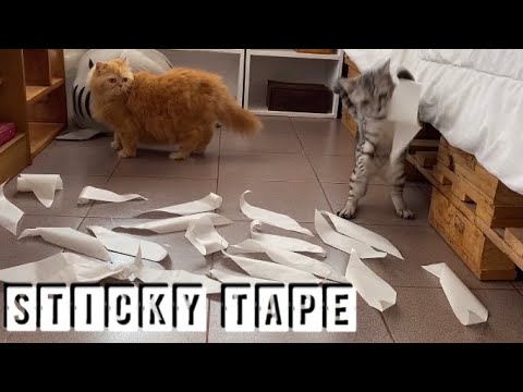 Cat reaction to sticky tape - YouTube