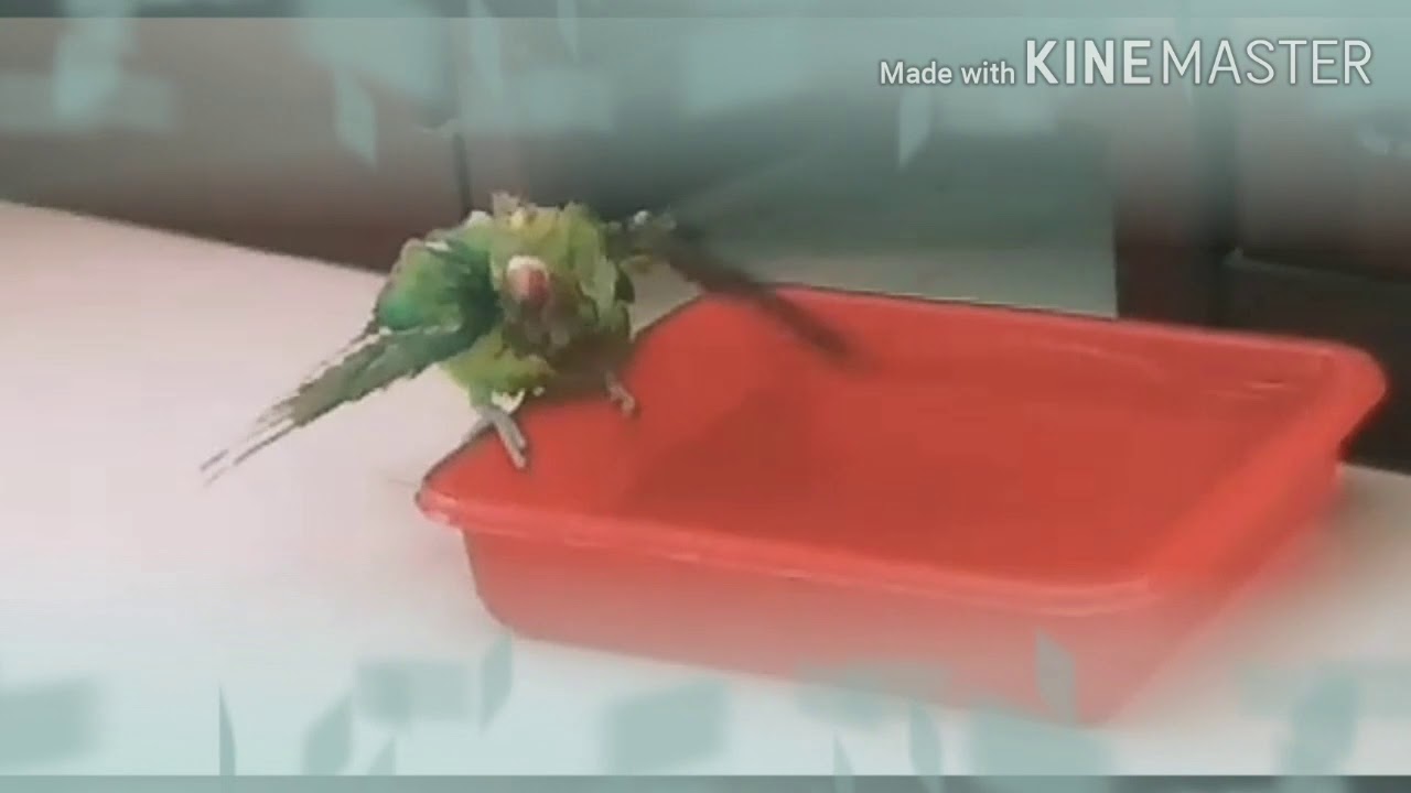 Pet parrot swimming in its pool - YouTube