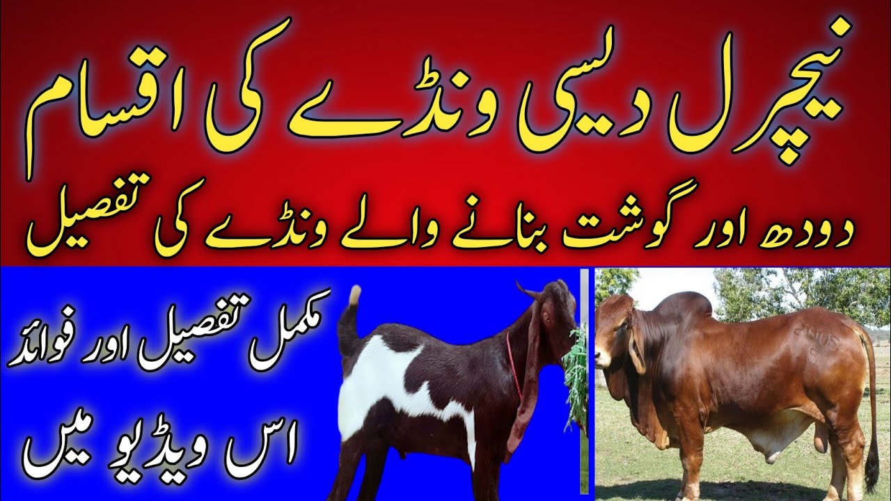 NAUTURAL DESI WANDA MAKING FORMULAFOR MILKING ANIMAL URDU HINDI/WANDA ...