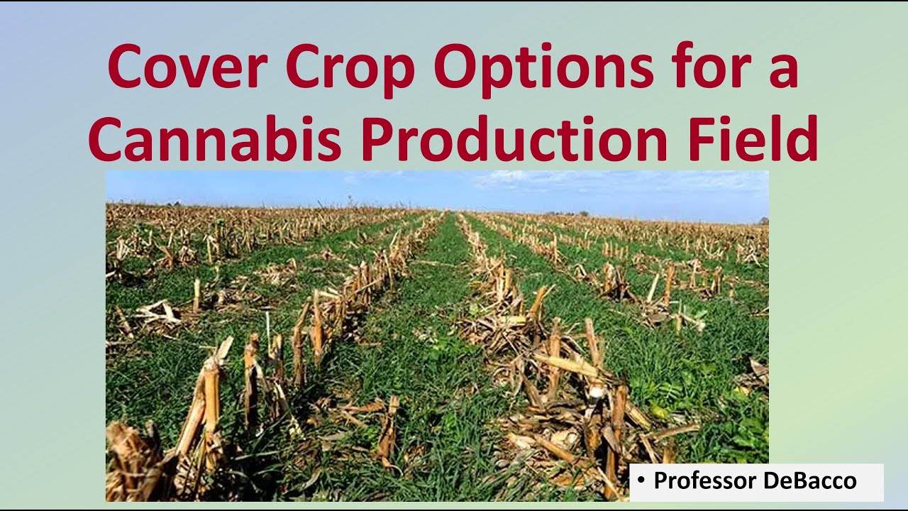 Cover Crop Options for a Cannabis Production Field - YouTube