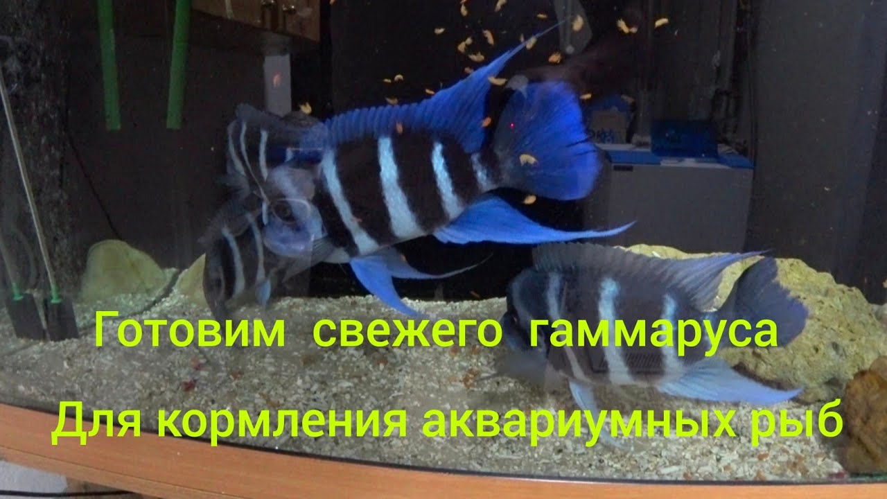ГАММАРУС для аквариумных рыб. КАК ПРИГОТОВИТЬ замороженного гаммаруса ...