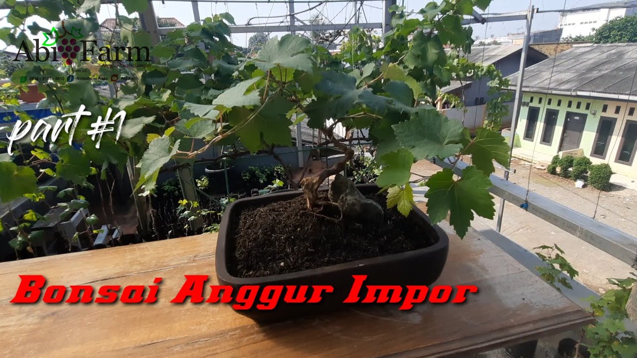 Bonsai Anggur impor , part #1 - YouTube