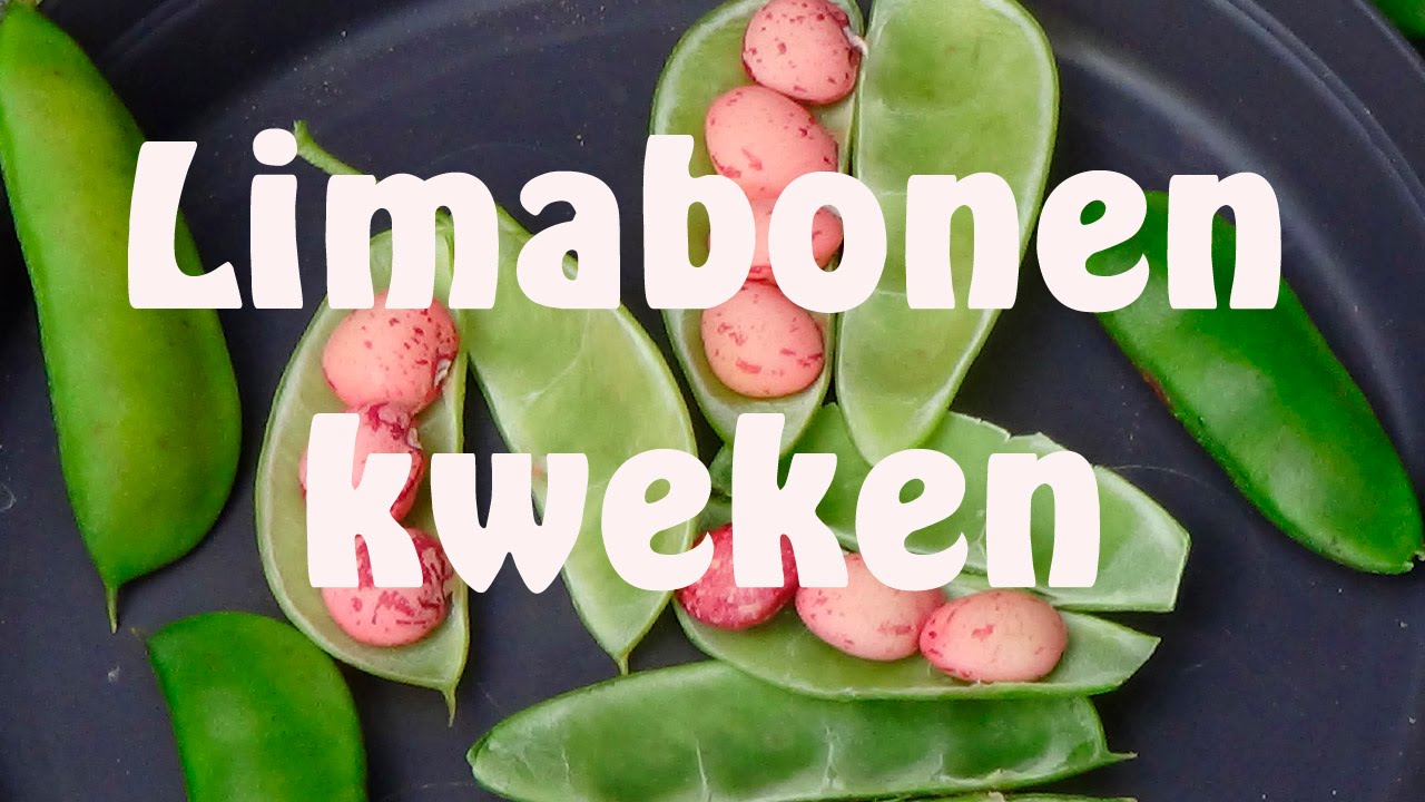 Limabonen kweken - YouTube