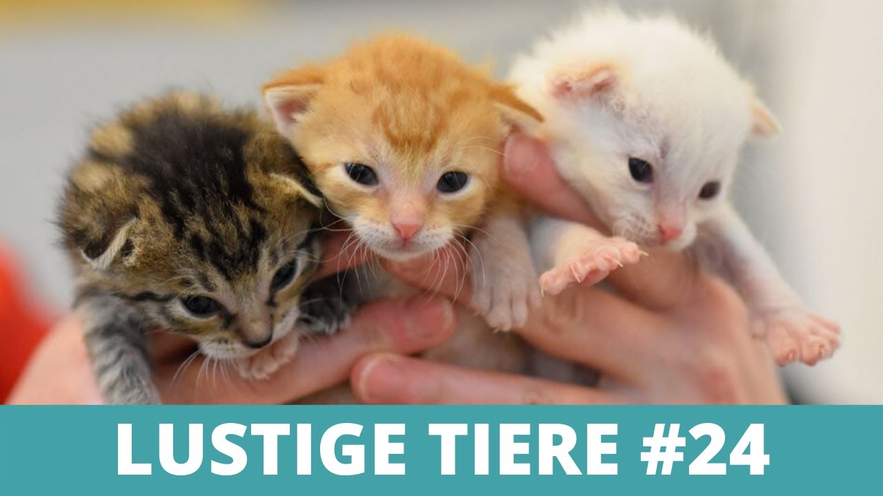 LUSTIGE TIERE - Witzige Babykatzen, Lustige Tiere Compilation #24 - YouTube