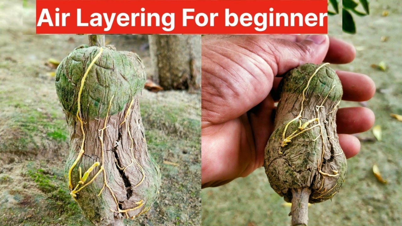 Air Layering Plant Tutorial for Beginners | Air Layering - YouTube