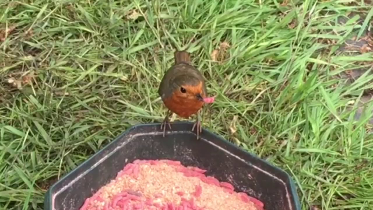 Robin eating maggots - Angling is the perfect way to engage with the ...