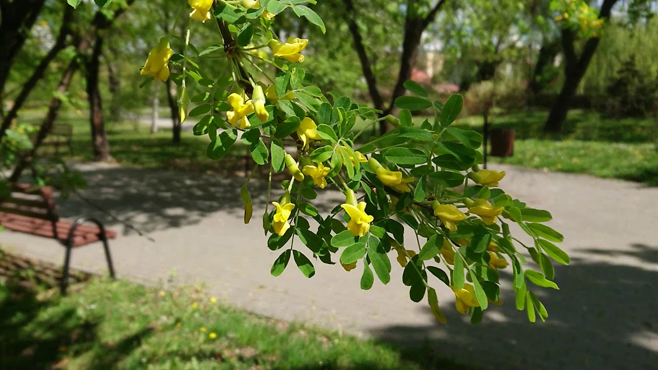 The sounds of spring nature - bird songs and the blooming at the park ...