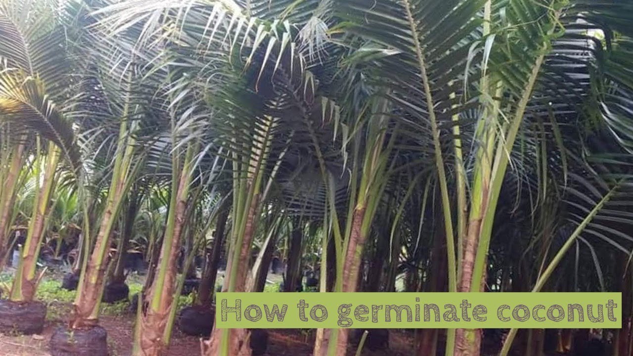 How to germinate coconut from the seed - YouTube