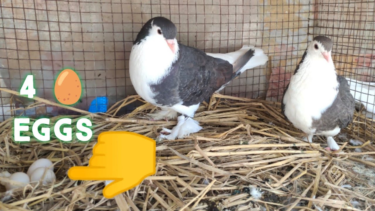 saste kabutar available in Hyderabad | 4 ande wala kabutar | daudial ...