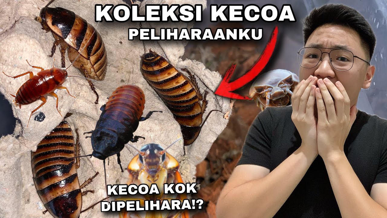 INI DIA KOLEKSI KECOA PELIHARAANKU! DARI YANG KECIL SAMPAI RAKSASA ...