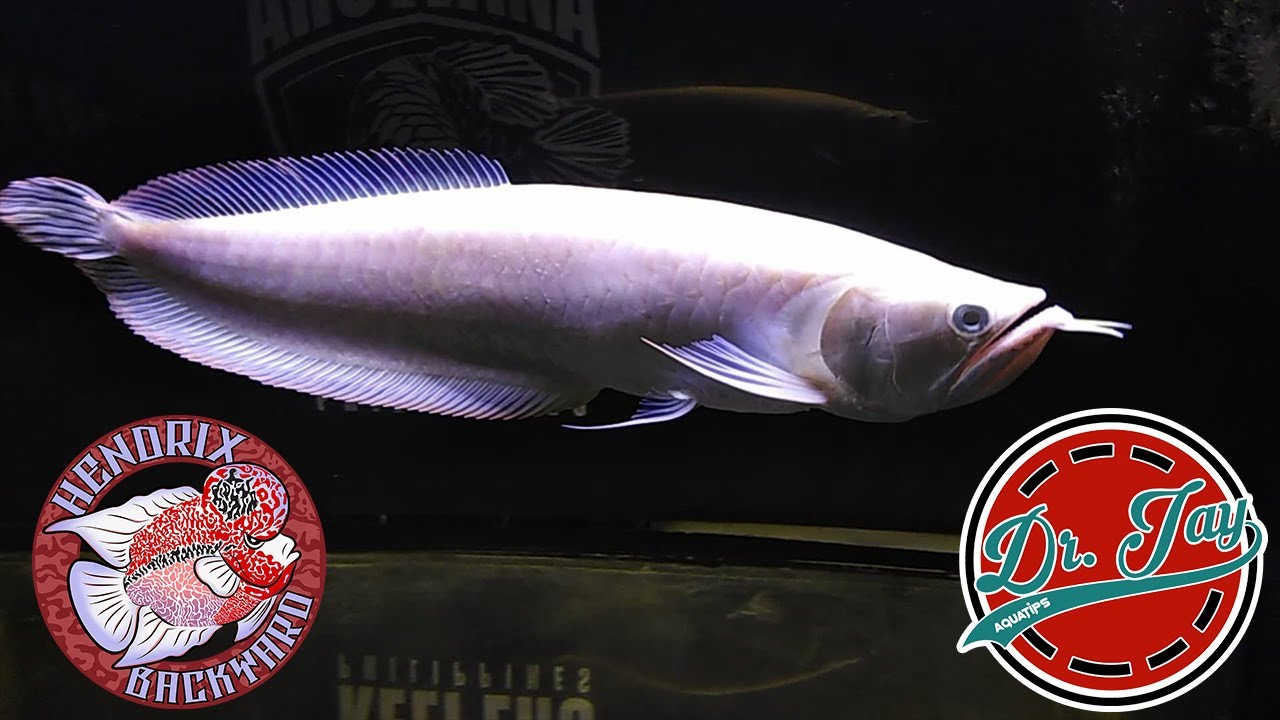 Fish Rescue kasama si Hendrix.. sa pond o sa payamantank ilalagay ...