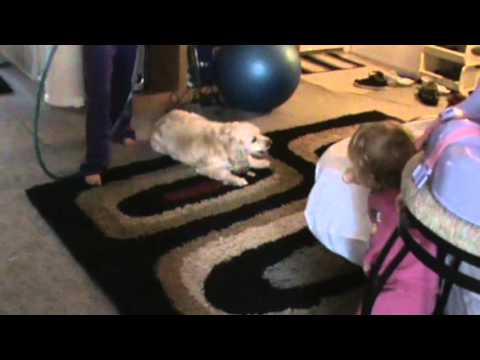 How to train your dog to jump through Hula Hoop and your baby sister ...