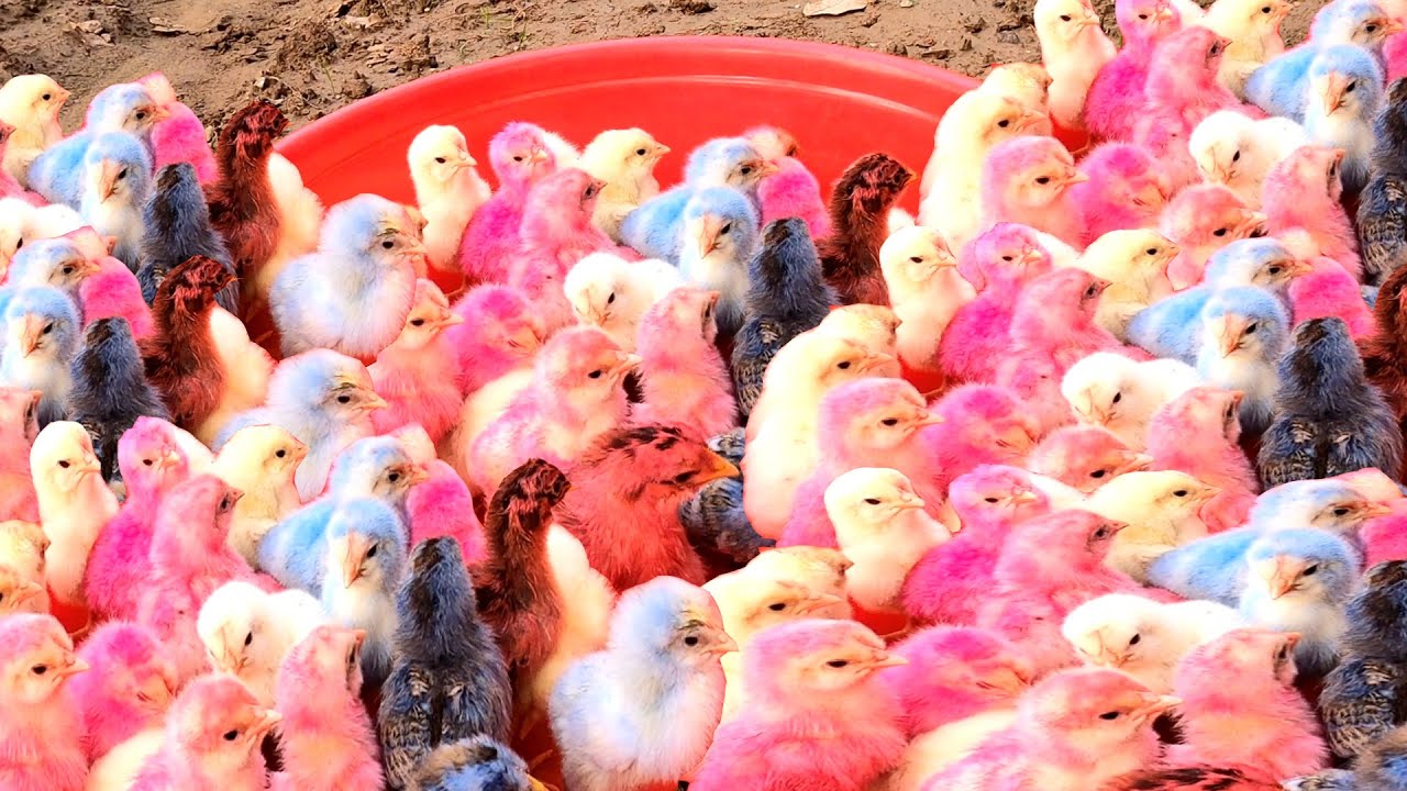 Summary Video Catch Rainbow Chickens, Colorful Chickens, Cute Chickens ...