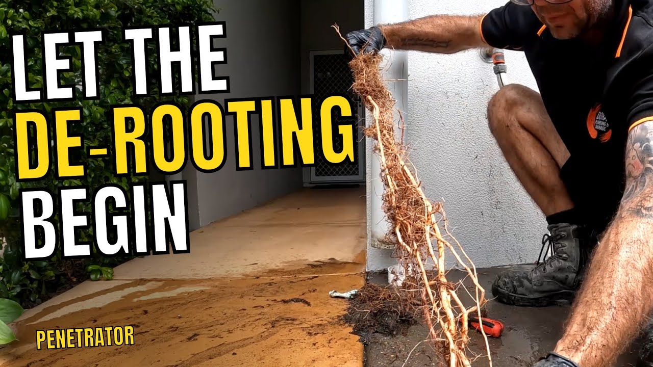Blocked Drain 449 - Roots Invade and Take Over House - YouTube