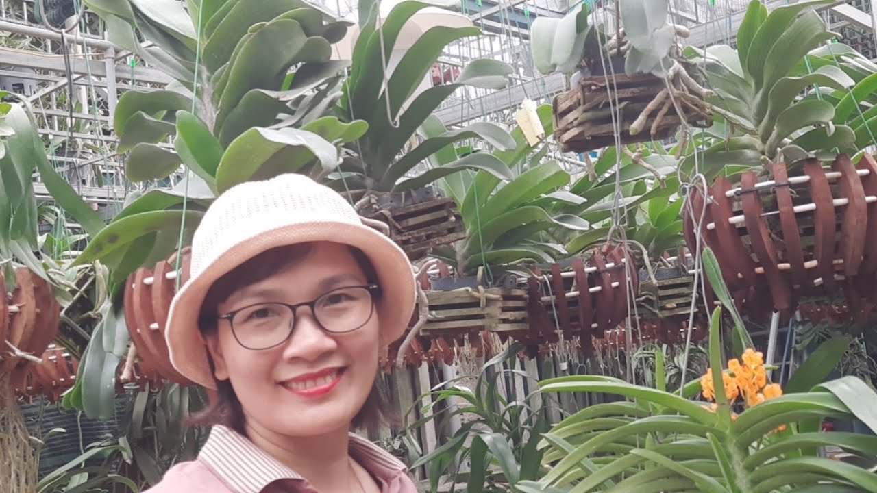 Quế Tháng 8 Nghinh Xuân Các Loại Cửu Bảo Tiên Hỏa Hoàng Cam Nhạn 8n 0945827636 Youtube