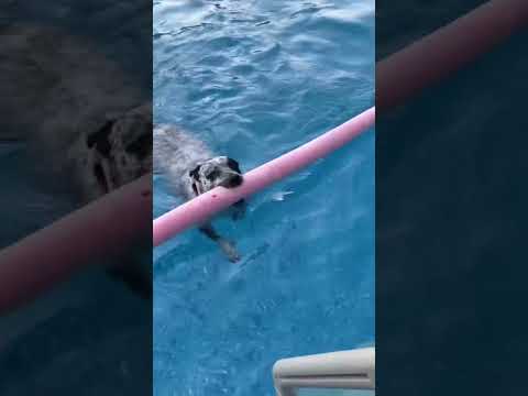 Pool noodle rescue - YouTube