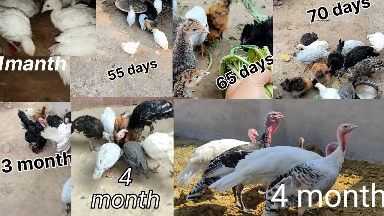 Turkey murgi 1.month 4 month fast growth🥰👍🙏#aseel #youtubeshorts #reels ...