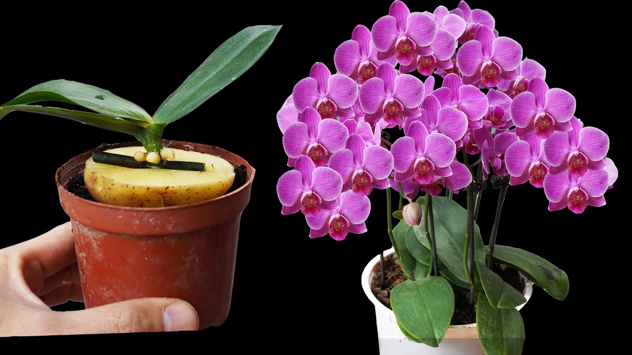 Just Half This Bulb! The Orchid Will Sprout And Bloom Immediately - YouTube