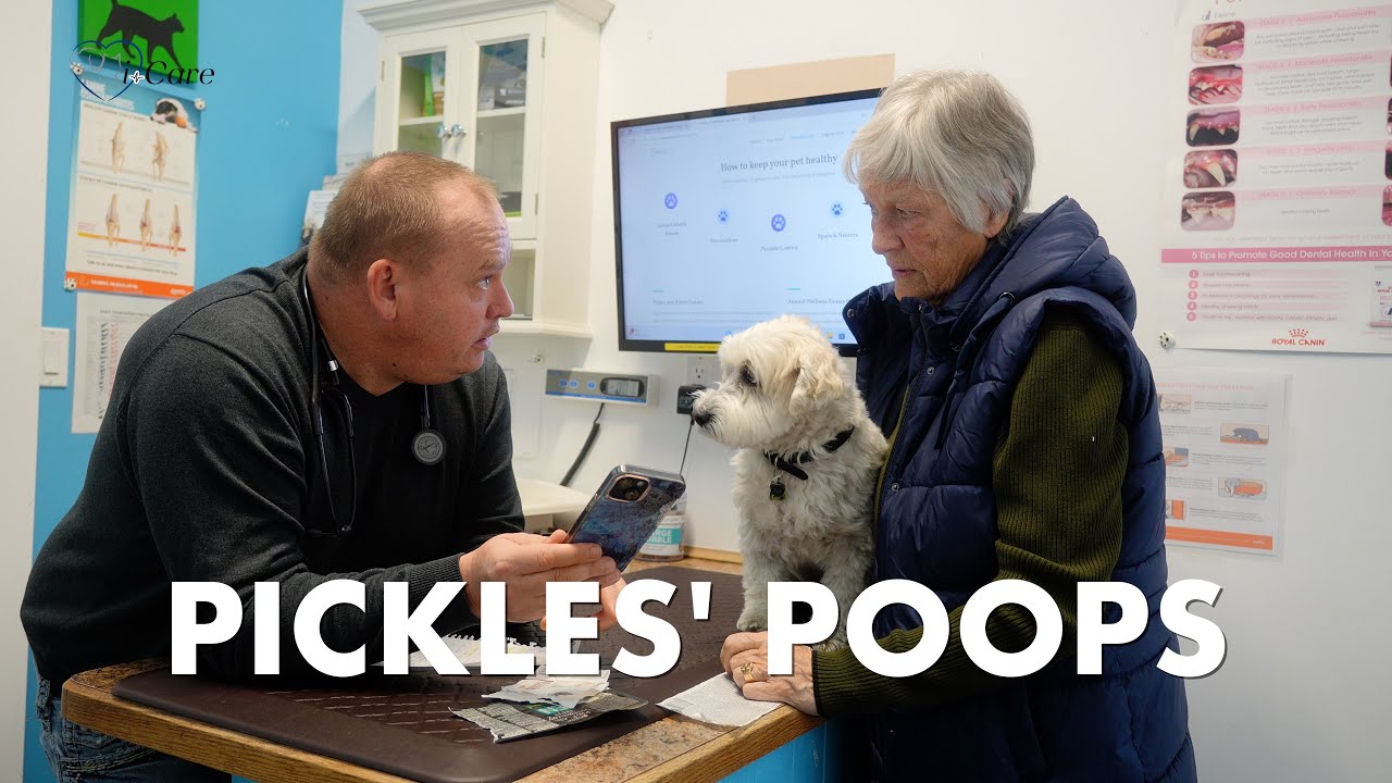 Is Pickles Doing OK? Long Term Care at i-Care Veterinary Hospital - YouTube