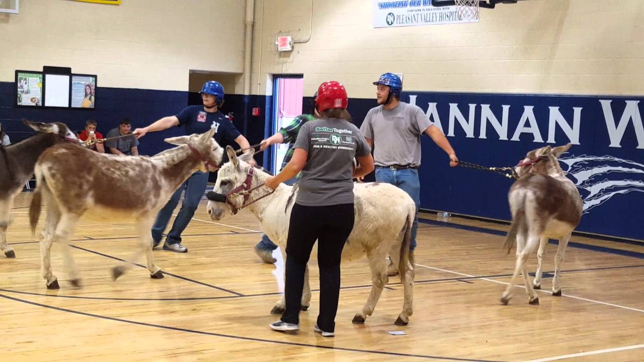 Donkey Basketball 2016 - YouTube