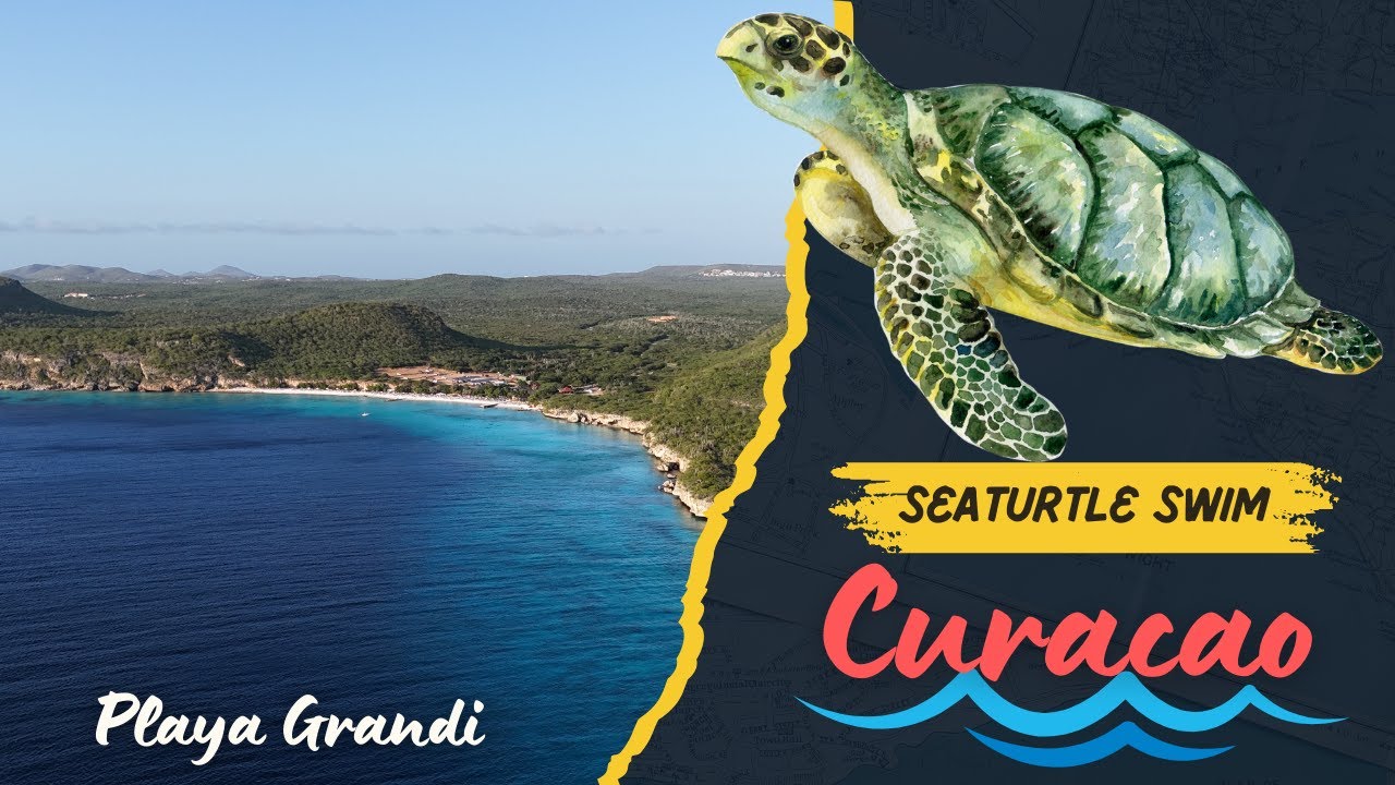 Swimming with Sea Turtles at Playa Grandi Curaçao - YouTube
