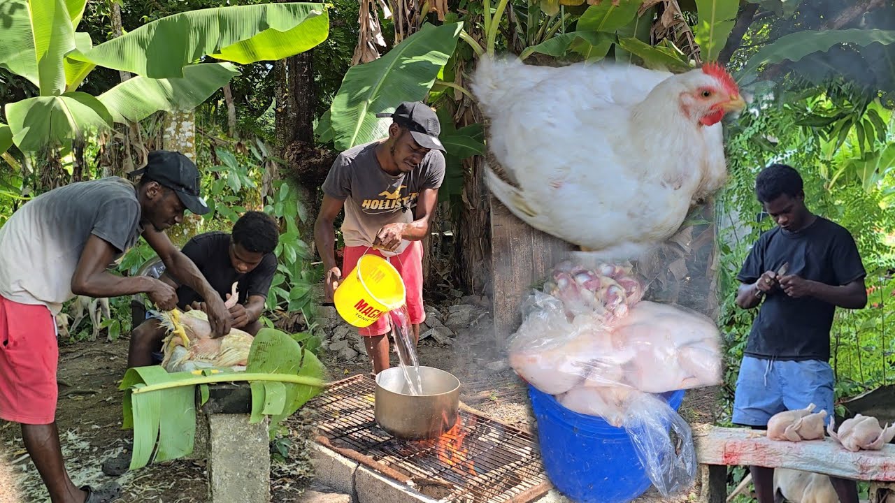 Rural Traditional Way of Butchering And Picking Broiler chicken Country ...