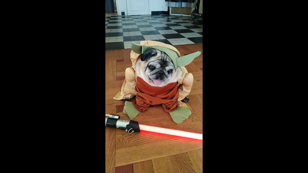 Pugs dog Yoda master jedi - YouTube
