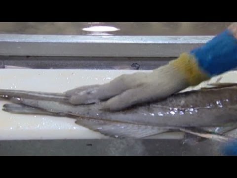 Cutting and Filleting Fish | 05 - YouTube