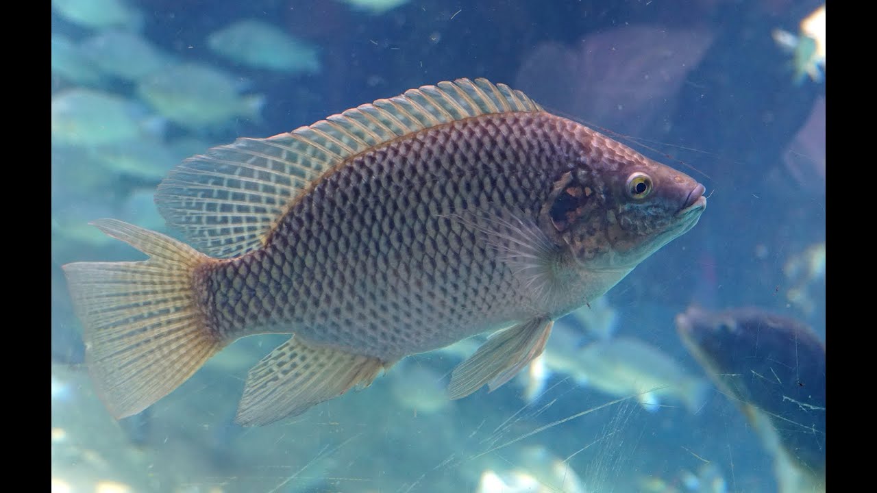 2025-18 US TILAPIA IMPORTS: DIRECT REVENUES AND IMPACTS OF TARIFFS ON ...