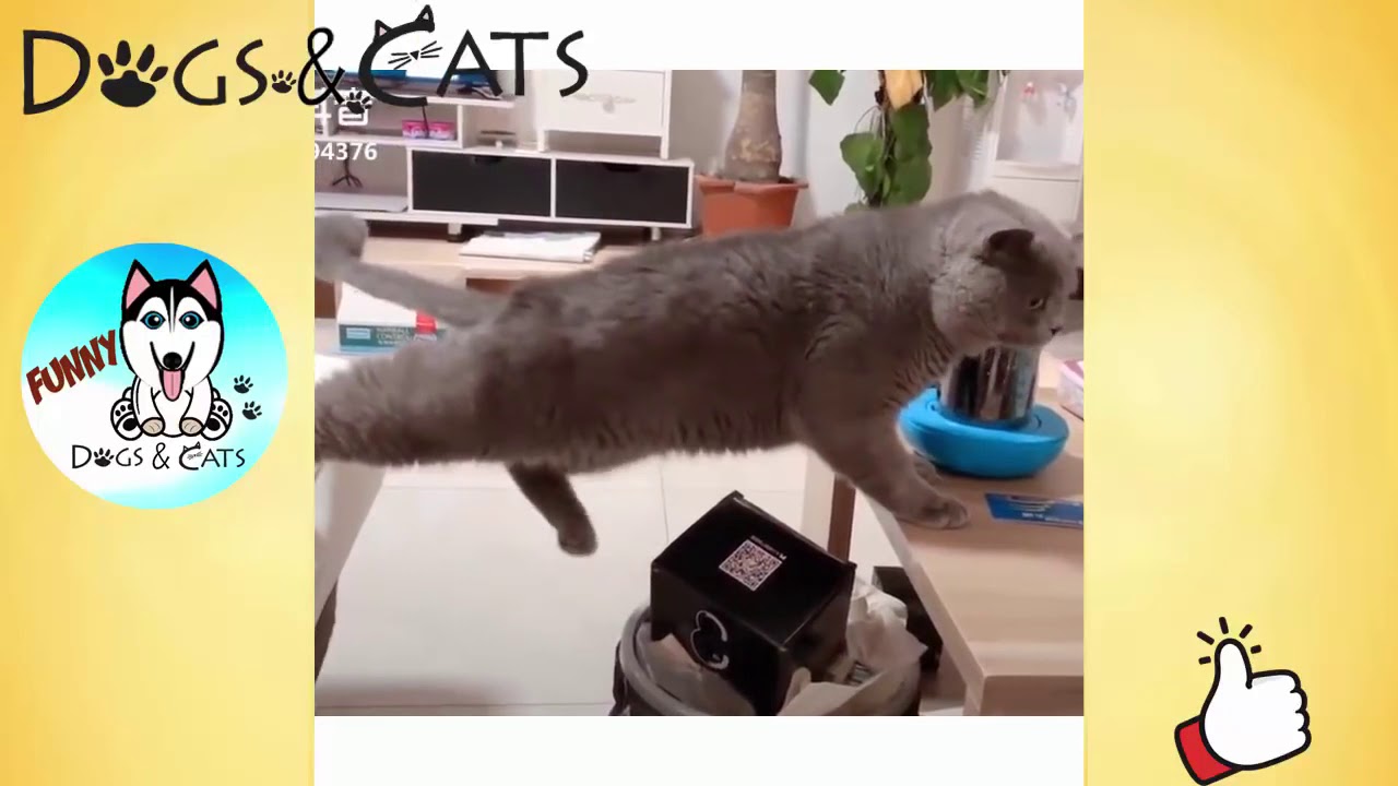 76 Funny Cats Doing Funny Things Funny Cats Try Not To Laugh Challenge ...