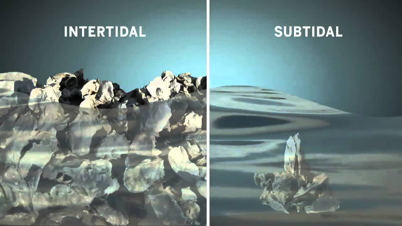 Intertidal vs. Subtidal Oysters: Why are Always Submerged Oysters ...