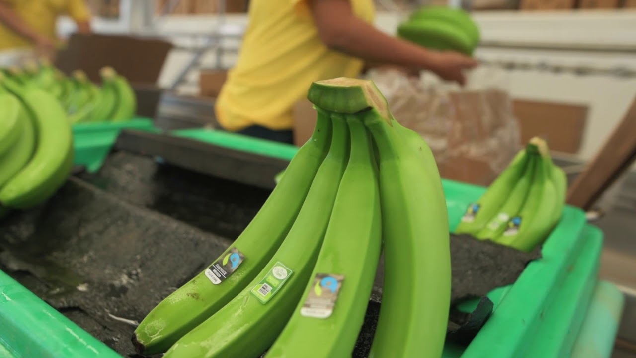 Coliman Allfresch Mexican Bananas- From Farm to Fruit Bowl - YouTube