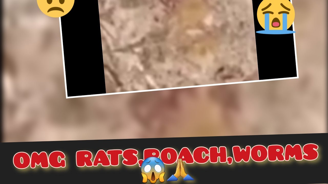 OMG RATS IN OUR FOOD 😱😱😭😭🙏😫, LOOK AT THIS JAMAICA LOOK !!!!! 😱😱🥺😭 ...