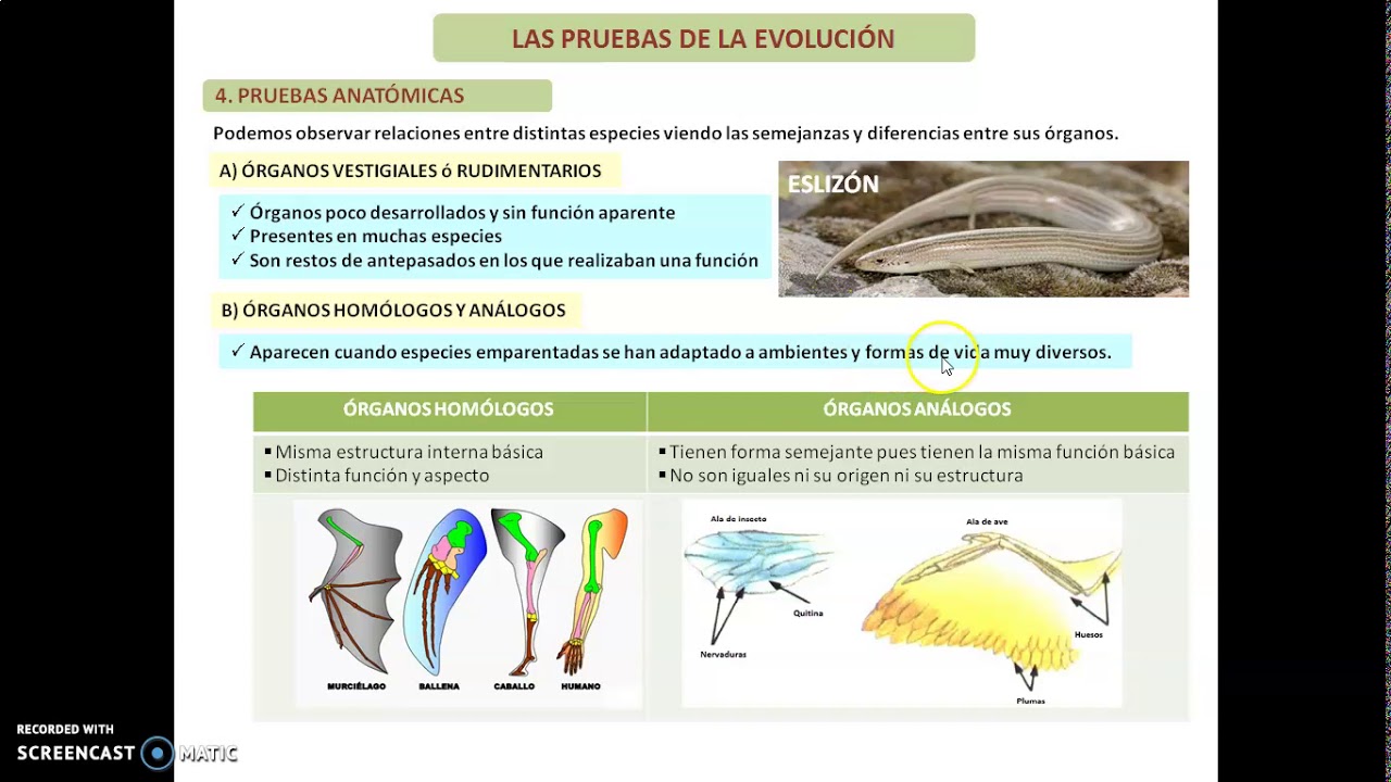EVOLUCIÓN (3): PRUEBAS DE LA EVOLUCIÓN - YouTube