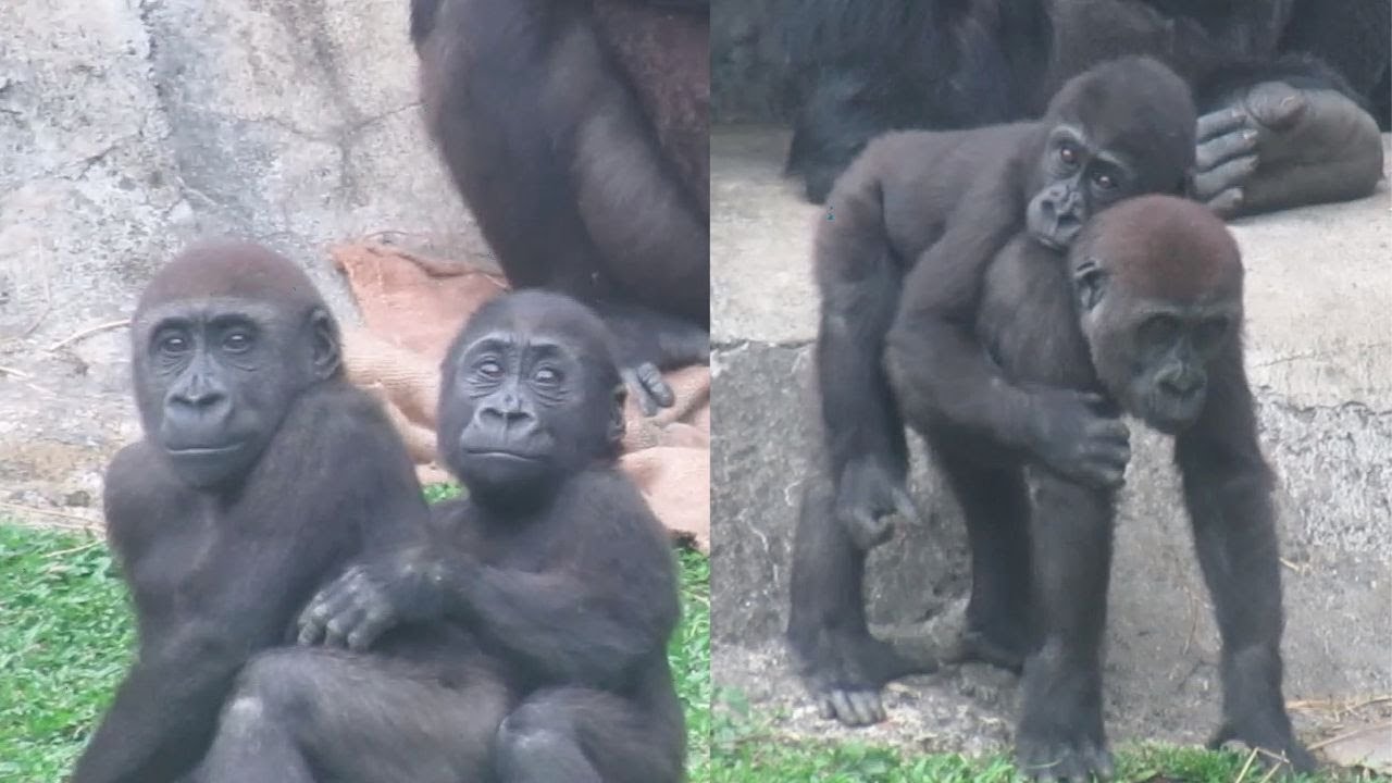 Gorilla brothers hugging and carrying. 31/03/2023 - YouTube