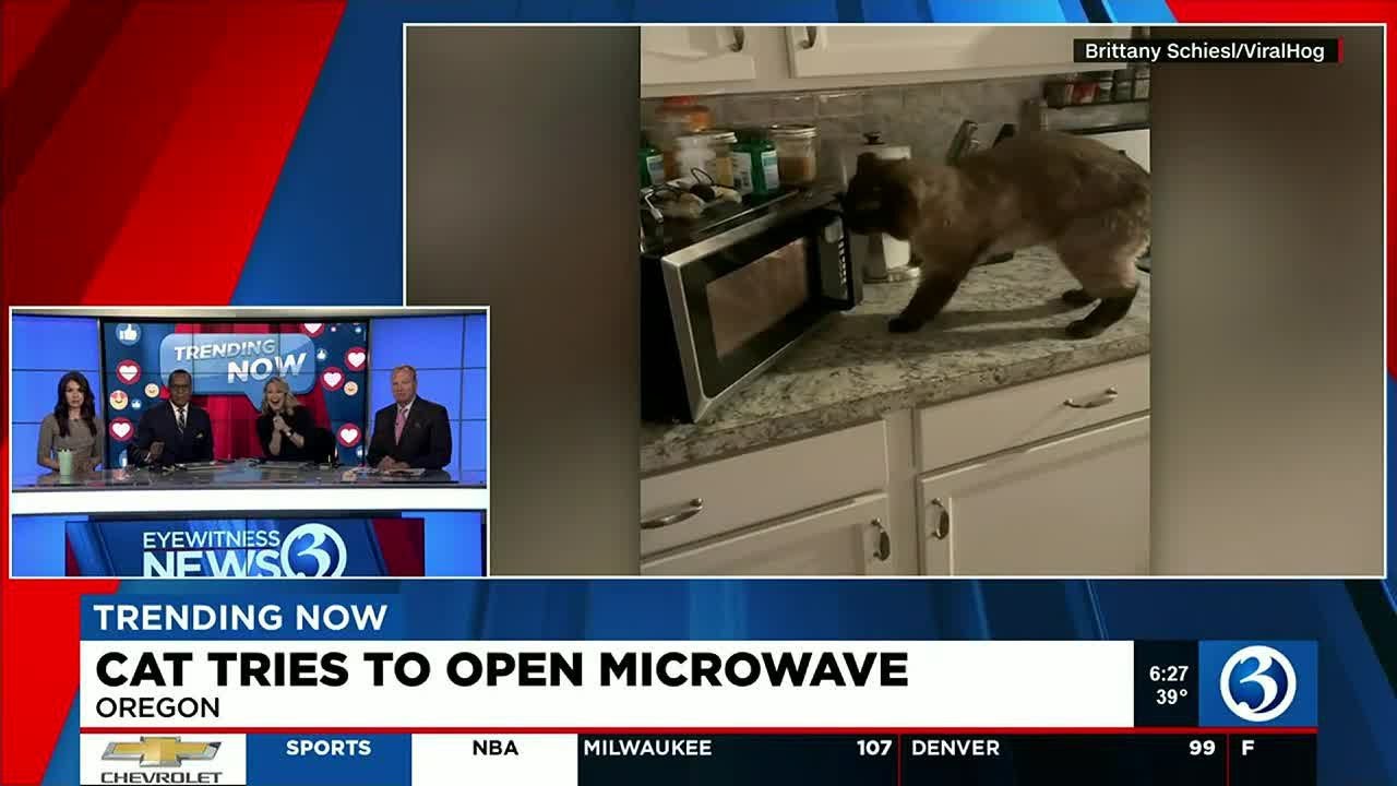 TRENDING NOW: Cat tries to open microwave - YouTube