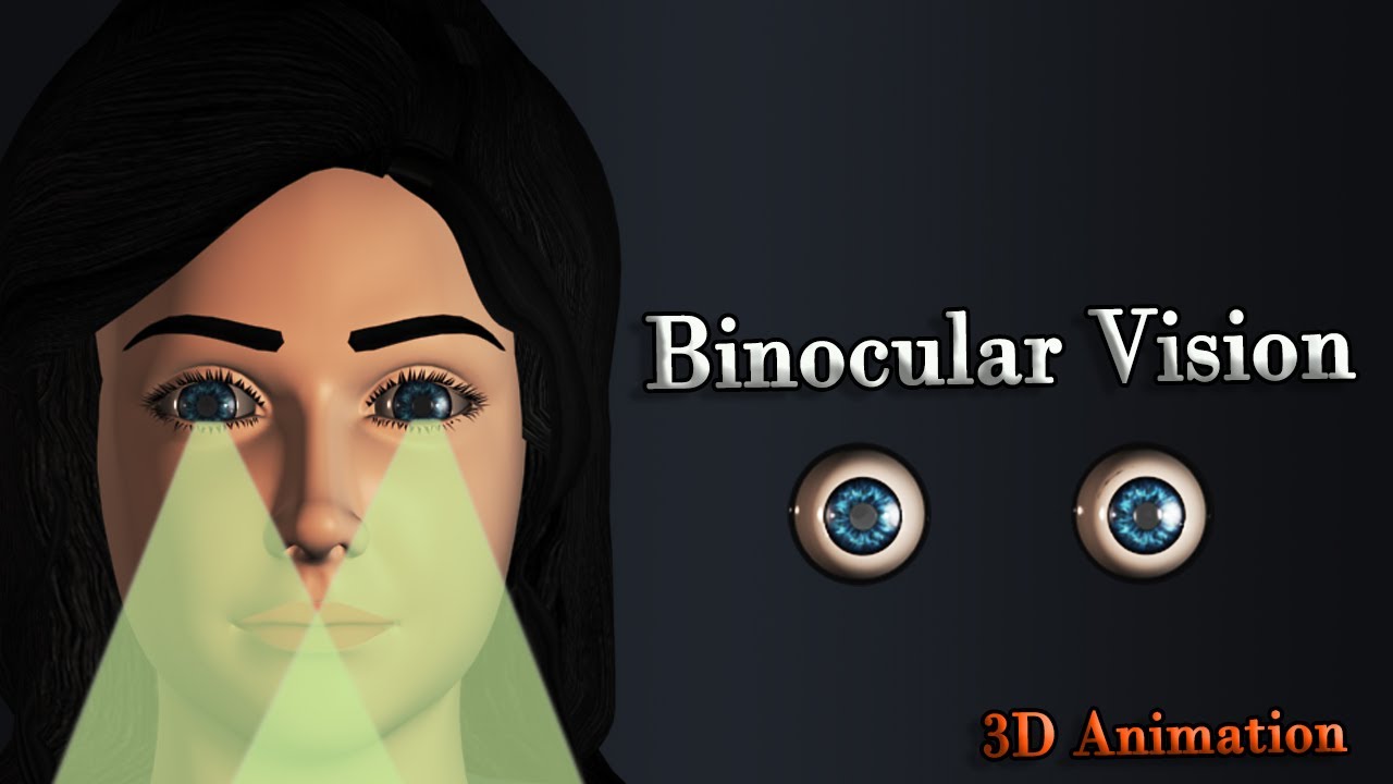 Binocular Vision in Human eye (3D Animation) - YouTube