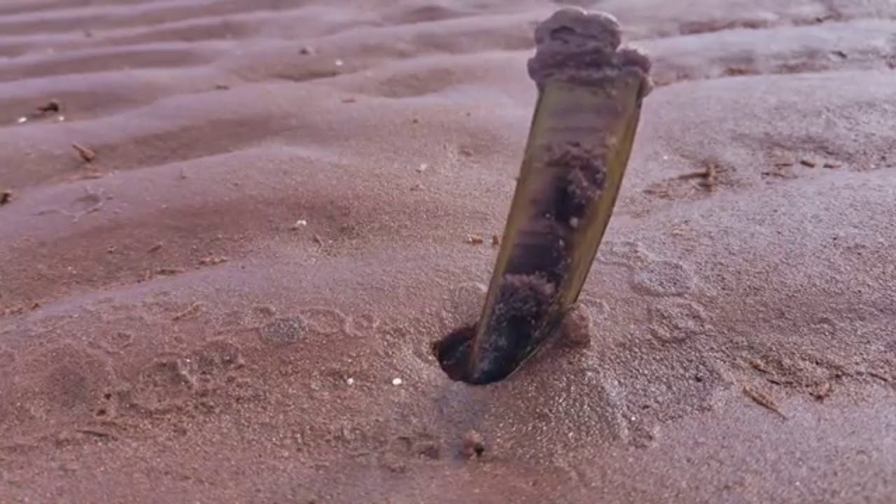 How to catch a Razor Fish with salt water - YouTube
