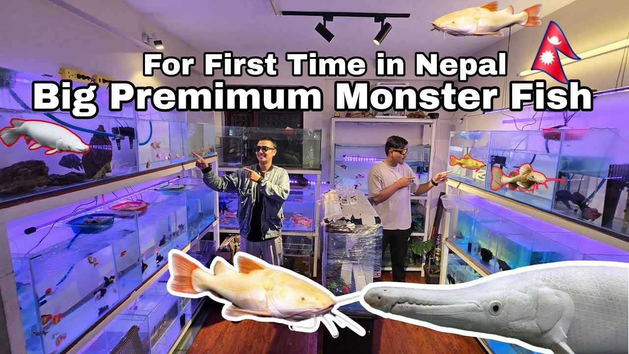 Exploring Fish Home: Giant Monster Fish + Premium Species - YouTube