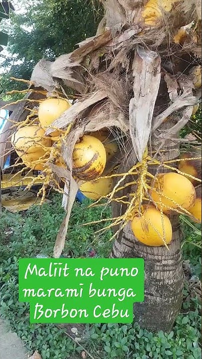 @Borbon Cebu dami bunga ng niyog pero maliit ang puno d na Kailangan akyatin pitasin nlang😁 ...
