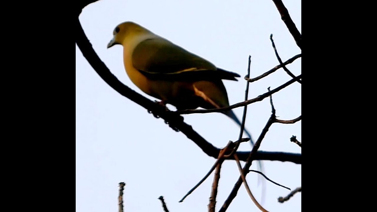 Pin-tailed Green Pigeon Bird | Gajoldoba | West Bengal | Bird Watching ...